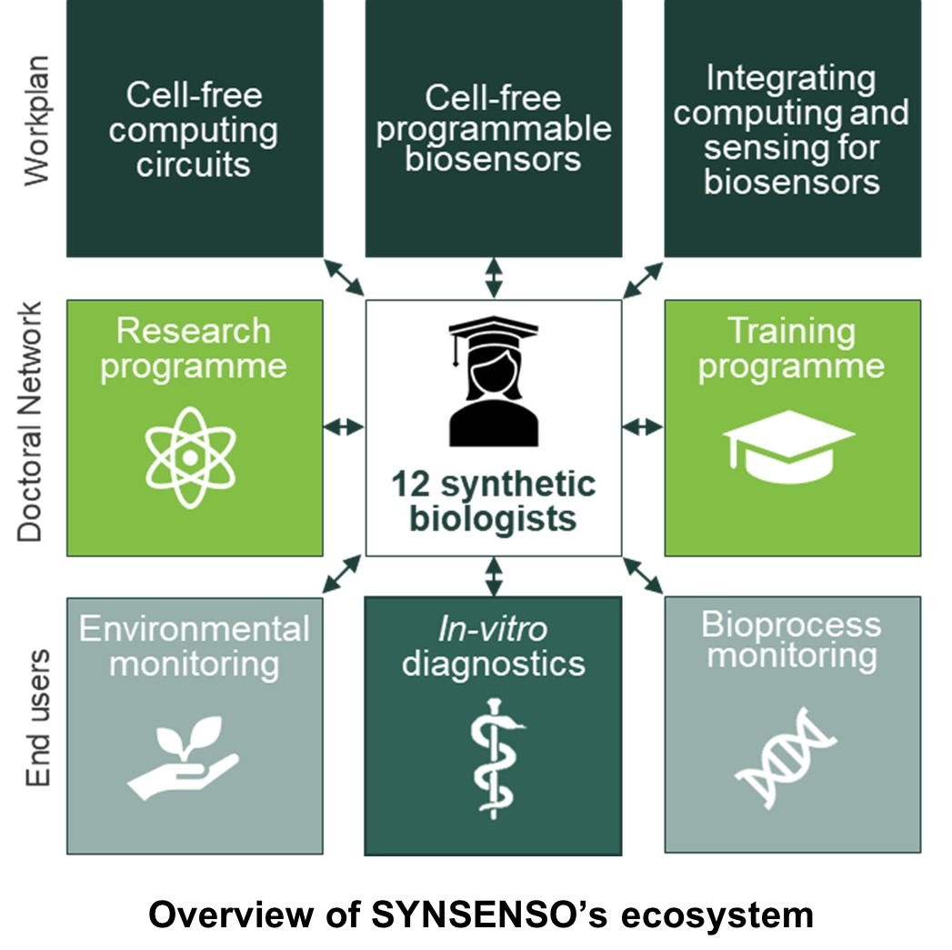 SYNSENSO - Cell-free synthetic biology for combinatorial biosensor design